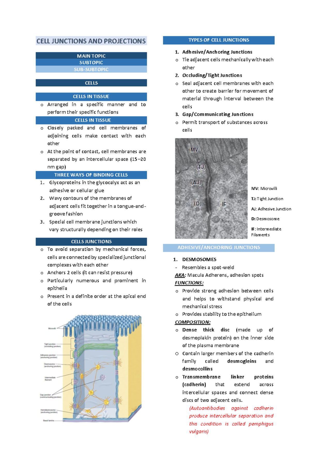 Histo Chapter Cell Junctions and Projections Transes - CELL JUNCTIONS ...