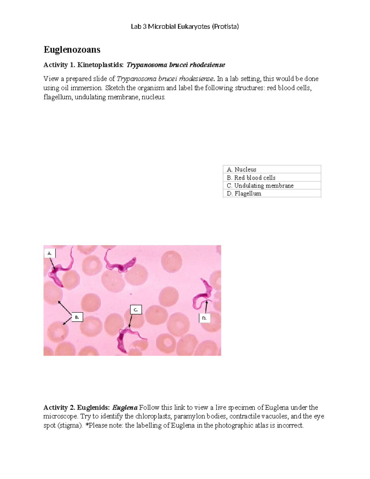 3 Protista-Microbial Eukaryotes - Euglenozoans Activity 1 ...