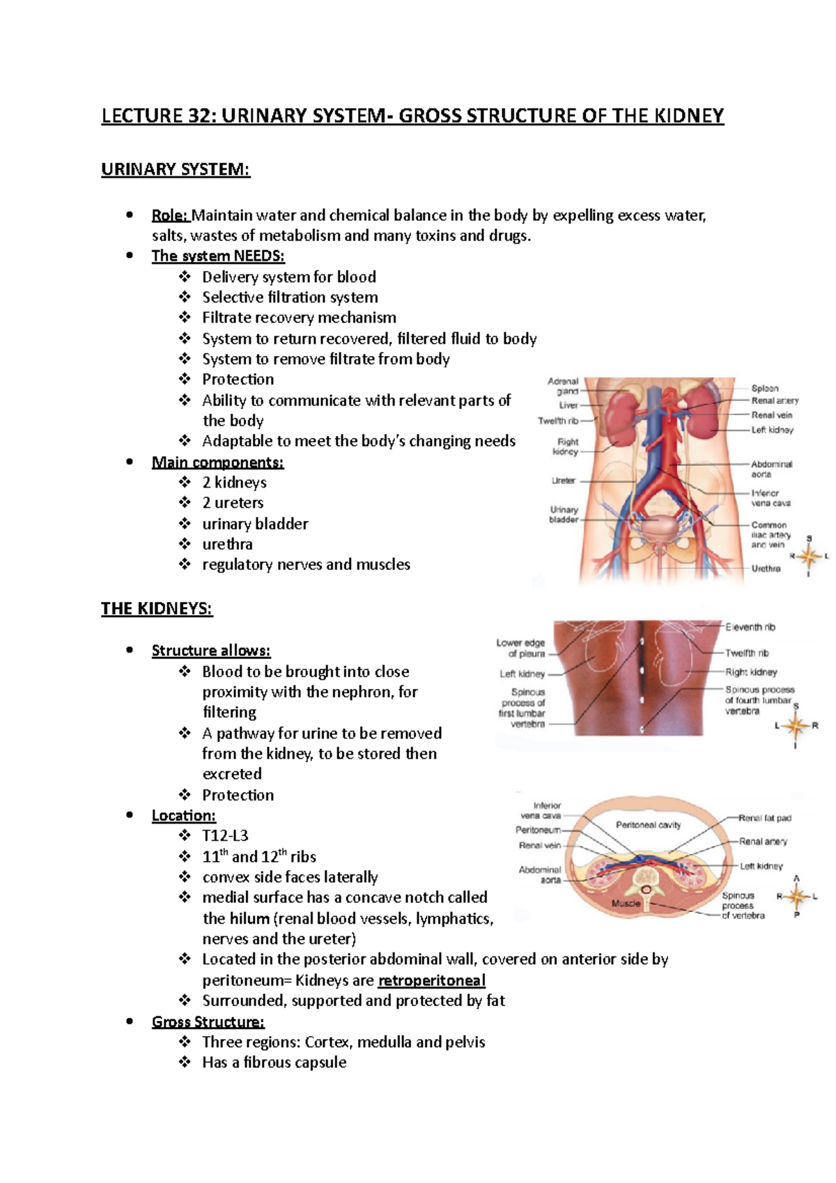 HUBS192 Renal Module - LECTURE 32: URINARY SYSTEM- GROSS STRUCTURE OF ...