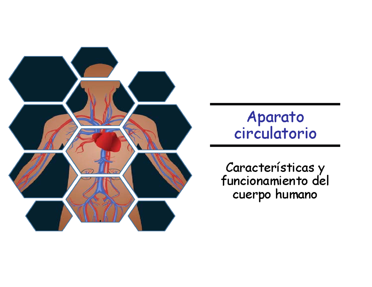 6 - Aparato Circulatorio - Aparato circulatorio CaracterÌsticas y ...