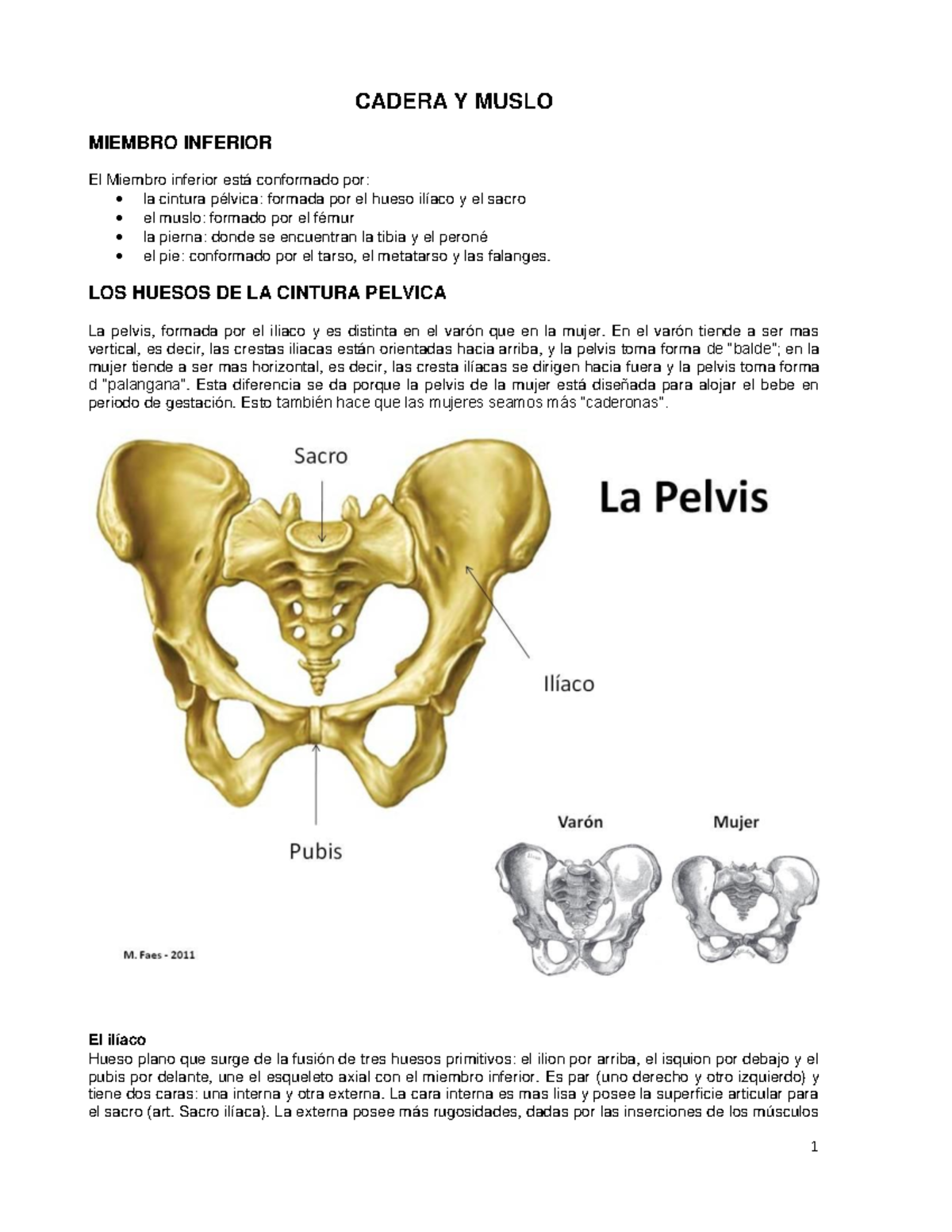 12Cadera Muslo - estudio de los musculos de la cadera en el ser humano ...