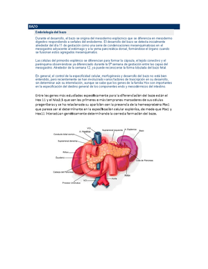 Esfínter Esofágico Superior - Esfínter Esofágico Superior Conformado ...