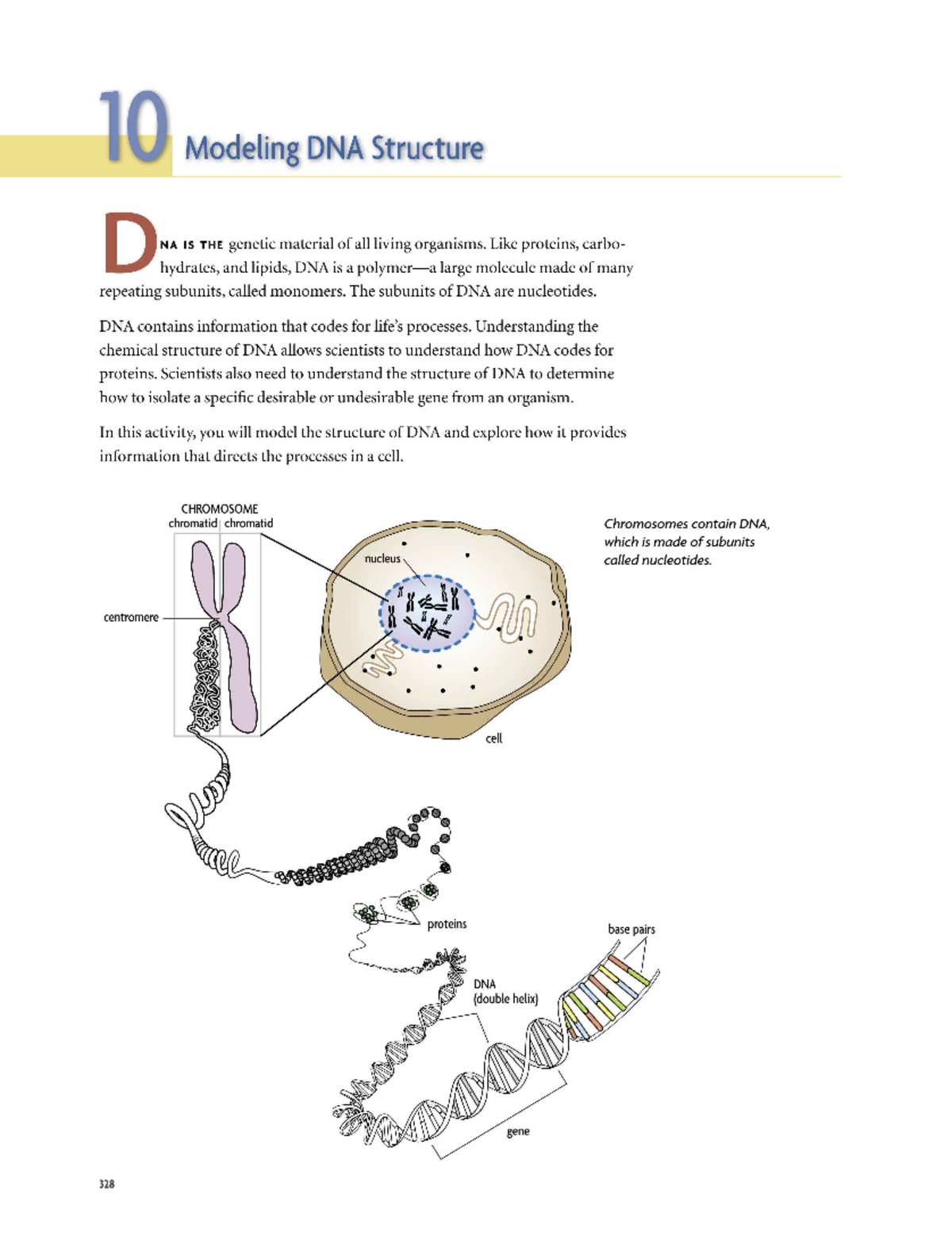 SGI 10 Modeling DNA Structure - BIO3500 - Studocu