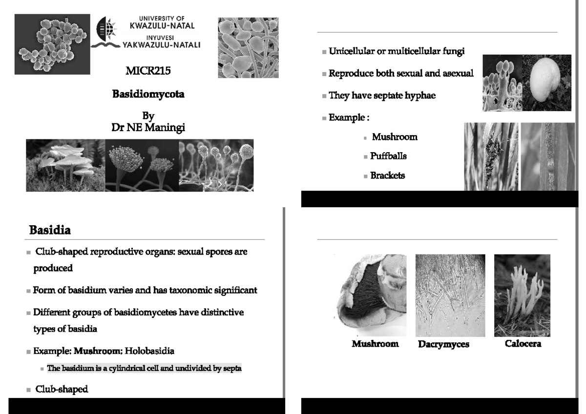 Basidiomycota - Turning This form has two basidiospores Urediniomycetes ...