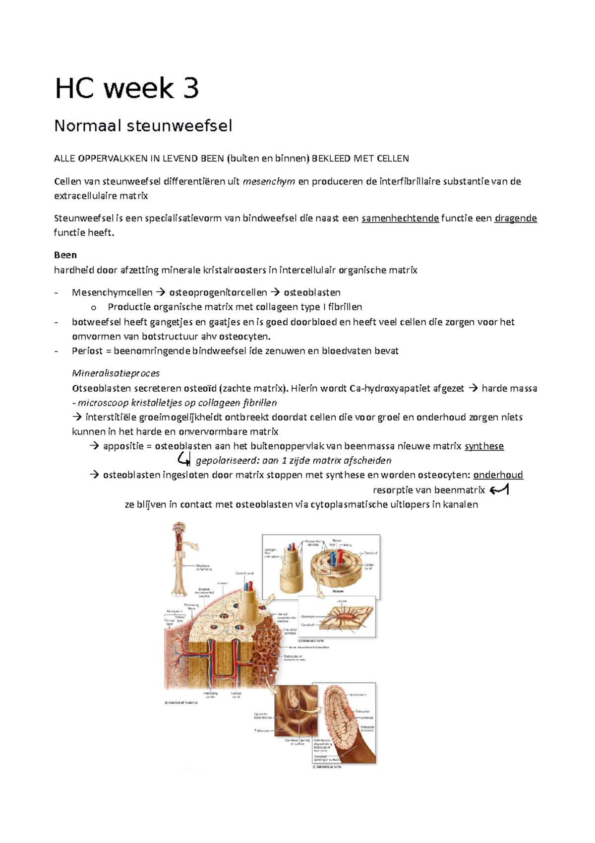HC week 3 - ZHBII - HC week 3 Normaal steunweefsel ALLE OPPERVALKKEN IN ...