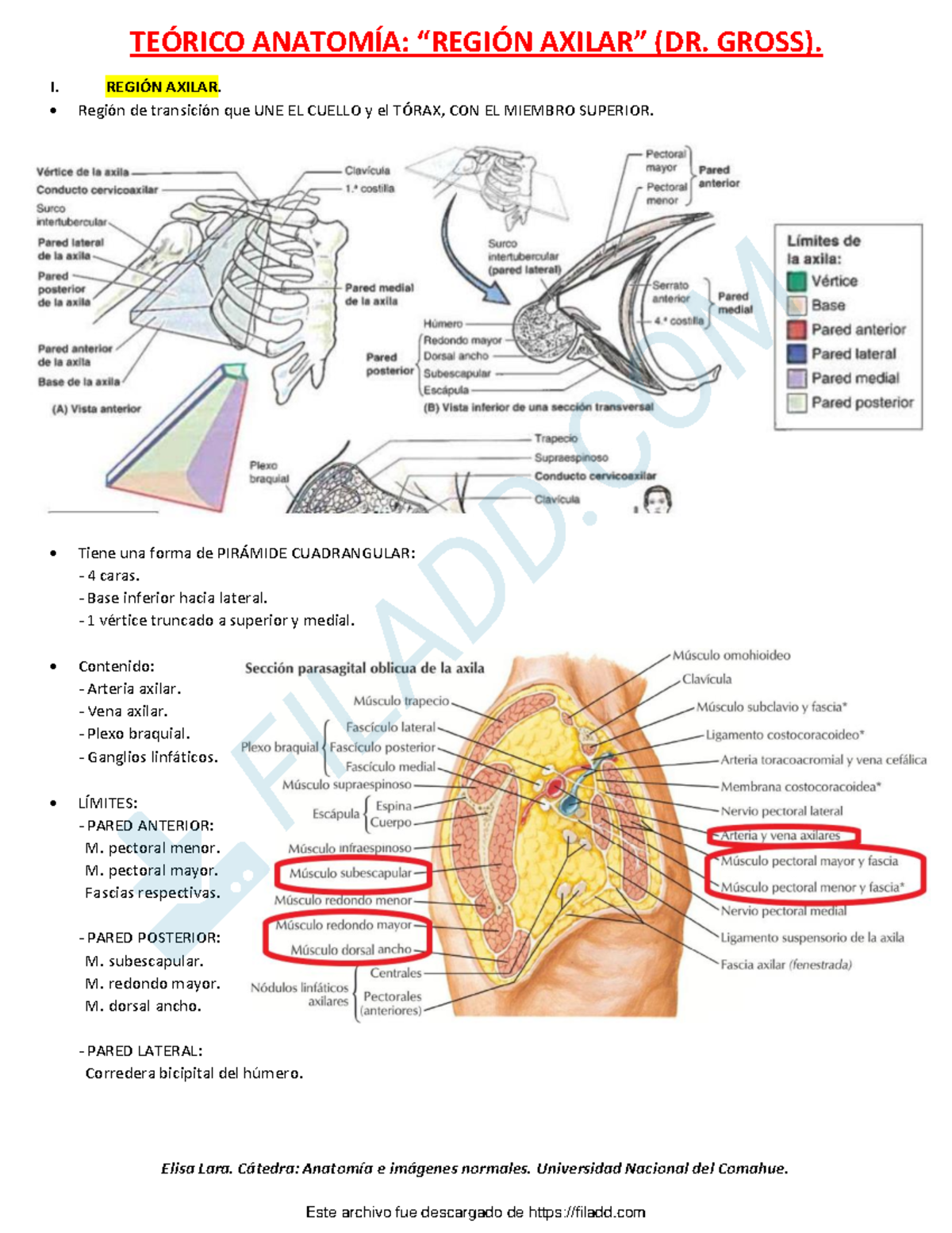 Axila, brazo, diafragma - Elisa Lara. Cátedra: Anatomía e imágenes ...