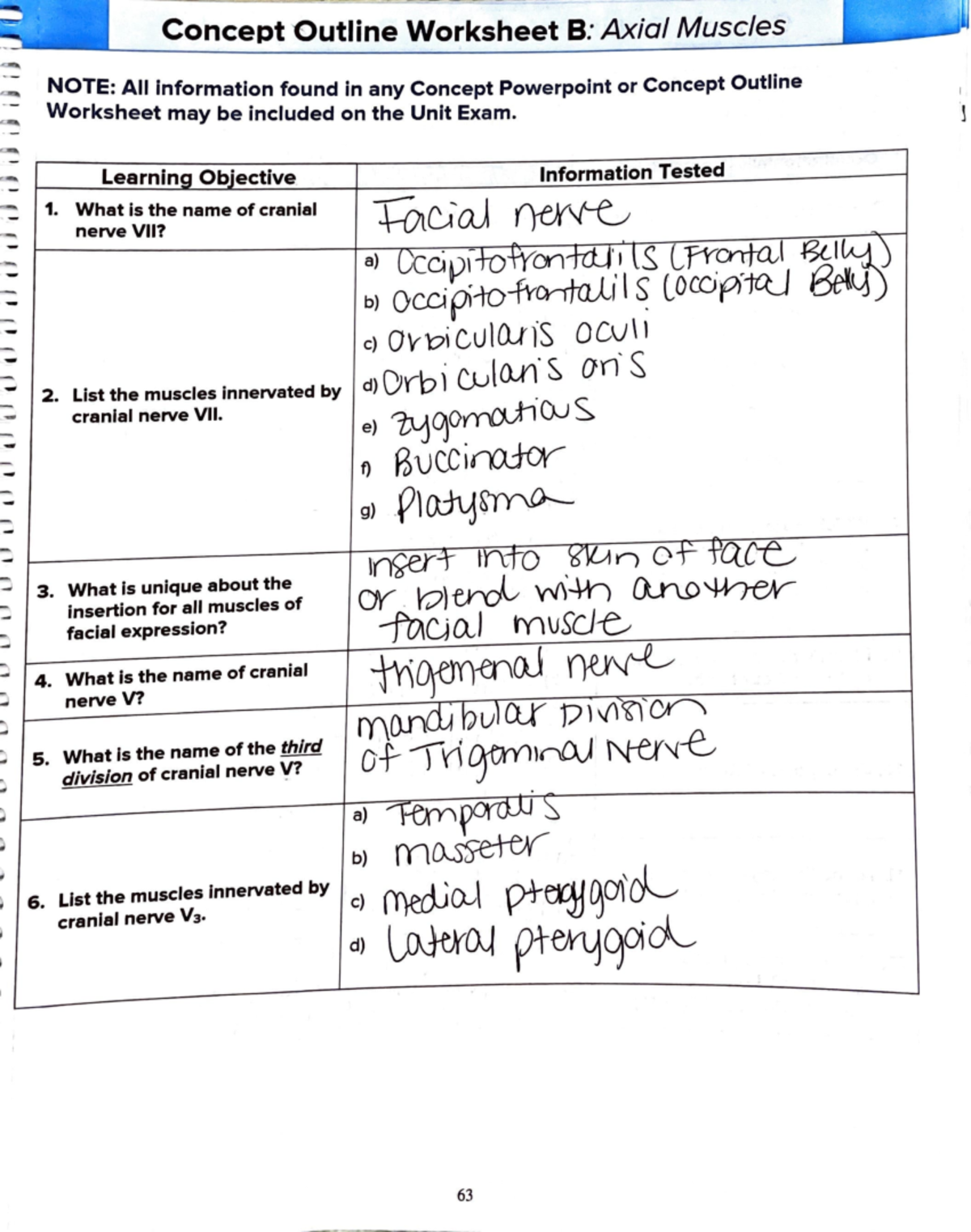Axial muscles - Notes - Concept ·outline Worksheet B: Axial Muscles ...