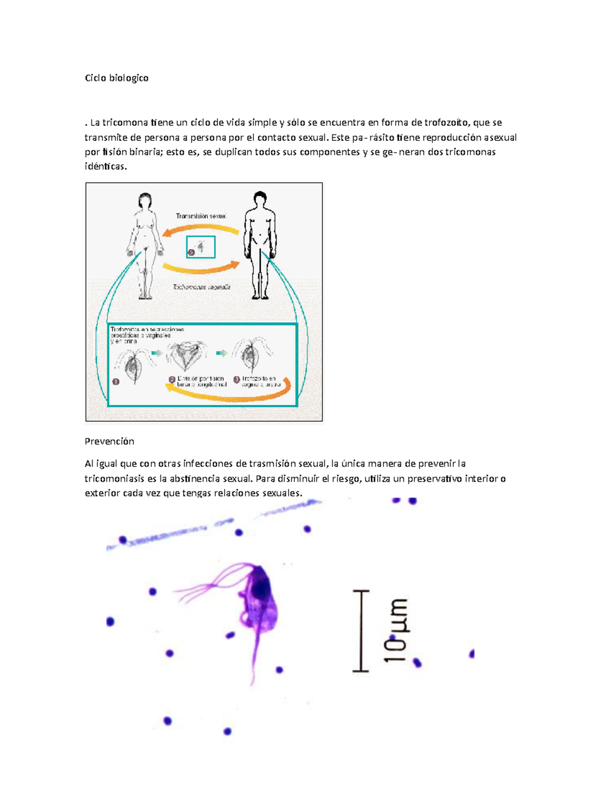 Ciclo biologico - La tricomona tiene un ciclo de vida simple y sólo se ...