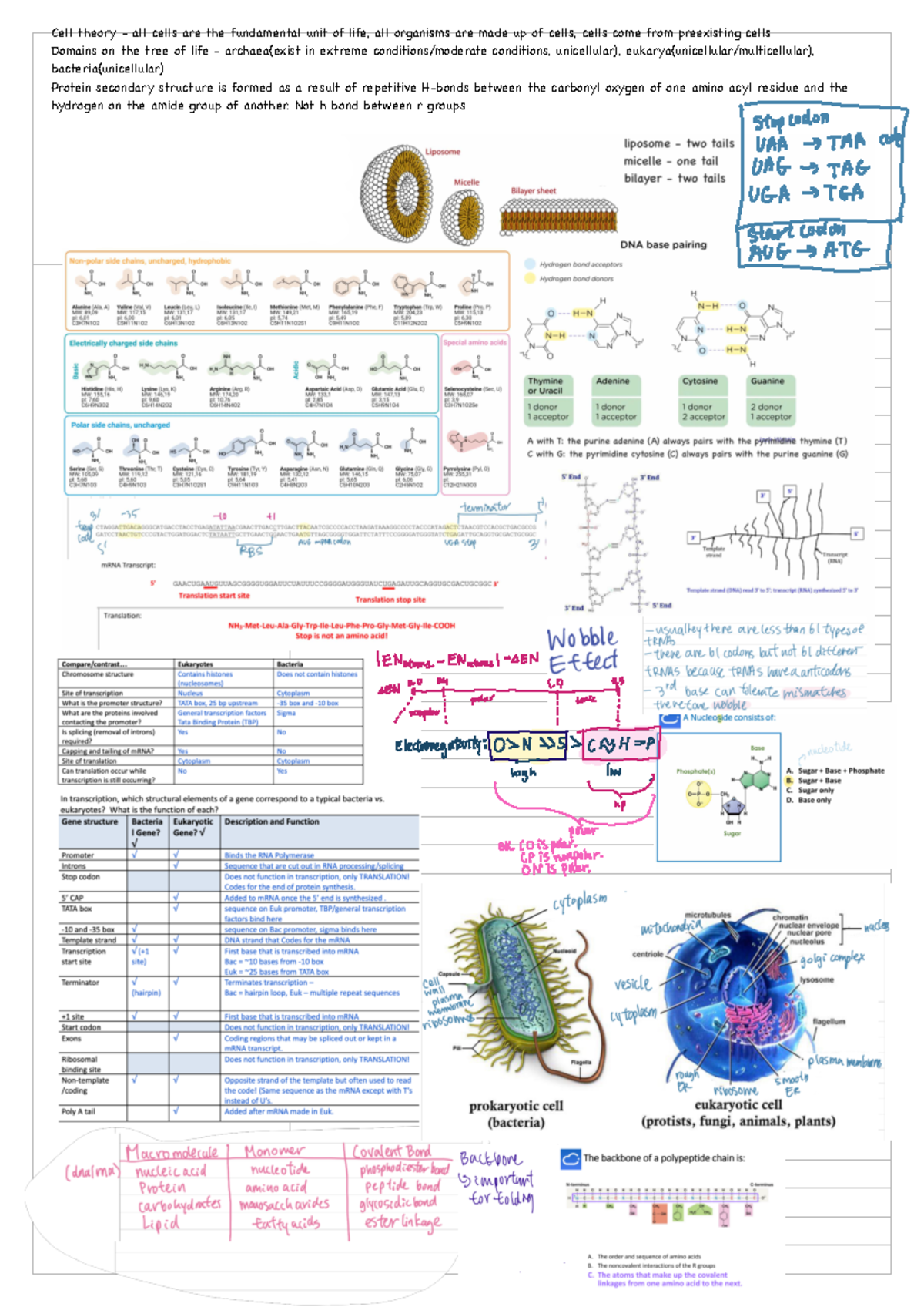 Bio midterm - Biol 112 sheet - BIOL 112 - Cell theory - all cells are ...