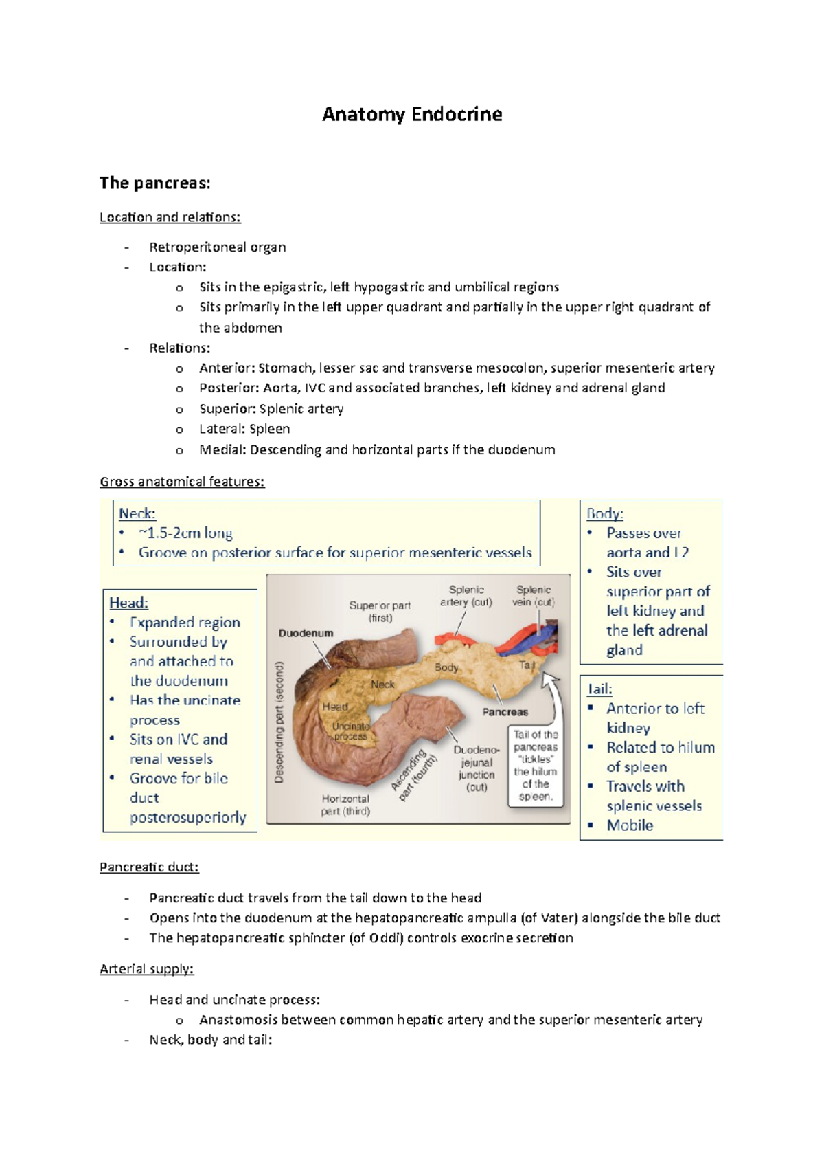 Anatomy Endocrine - Anatomy Endocrine The pancreas: Location and ...