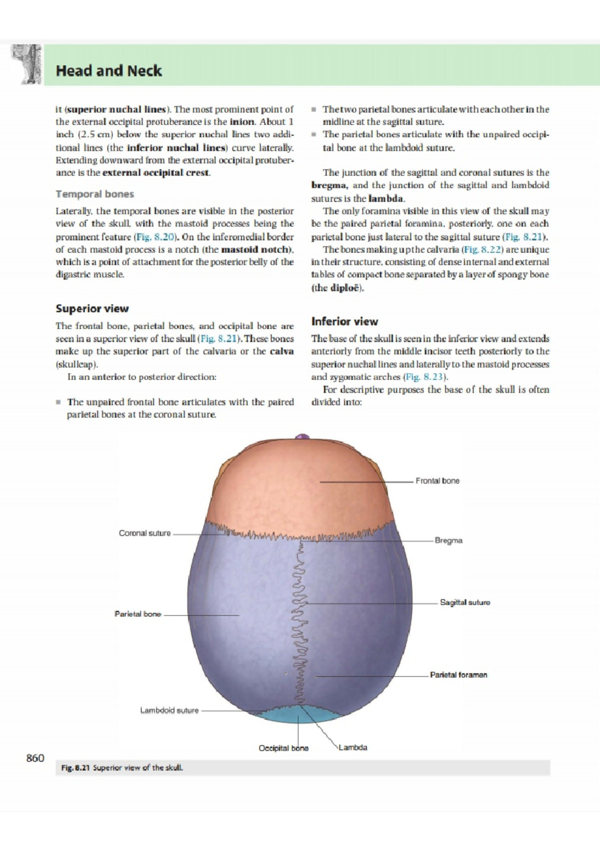 02. Base of Skull - good notes - medicine mbbs - Studocu