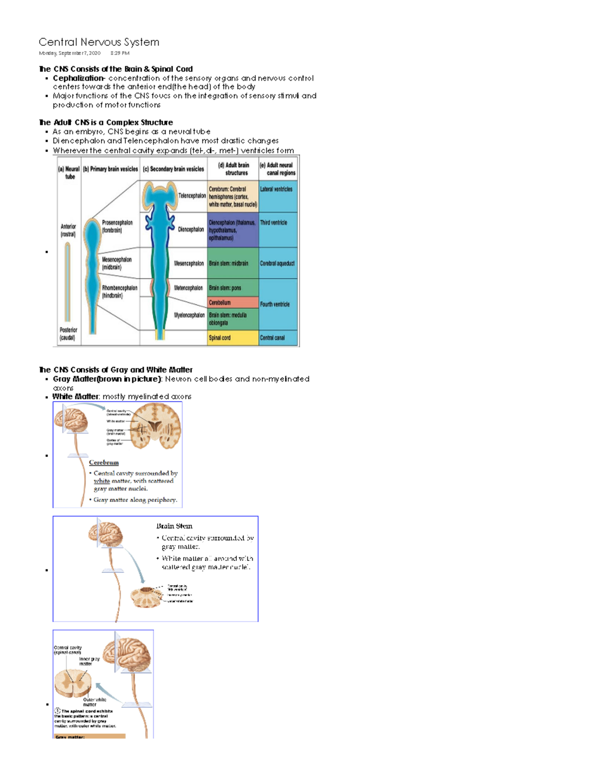Central Nervous System Notes - The CNS Consists of the Brain & Spinal ...