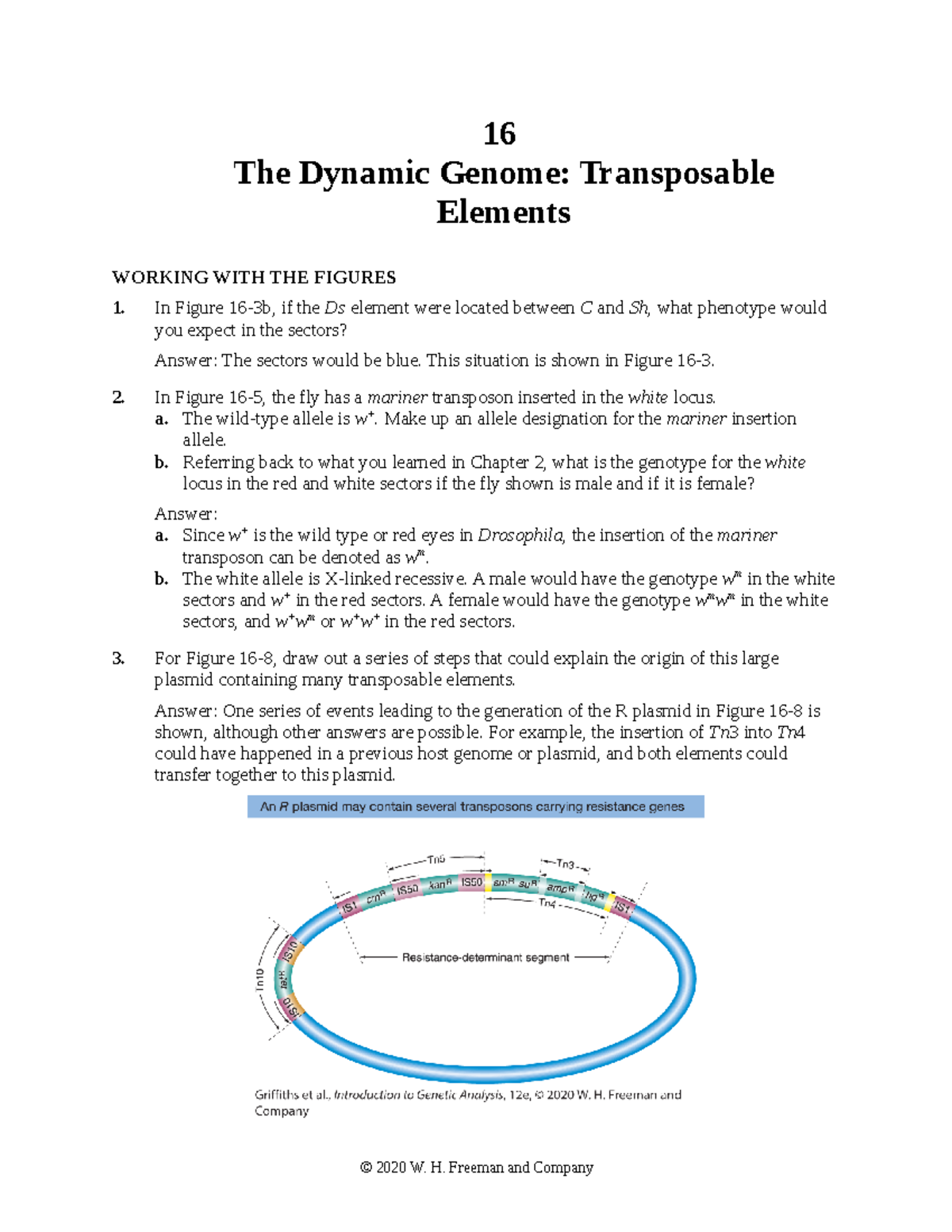 IGA 12e SM Ch 16 - Solutions - 16 The Dynamic Genome: Transposable ...