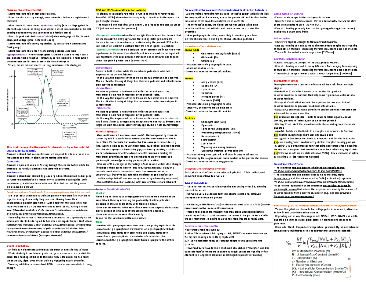 Midterm 2 Cheat Sheets - Phases of the action potential Membrane potential at rest until ...