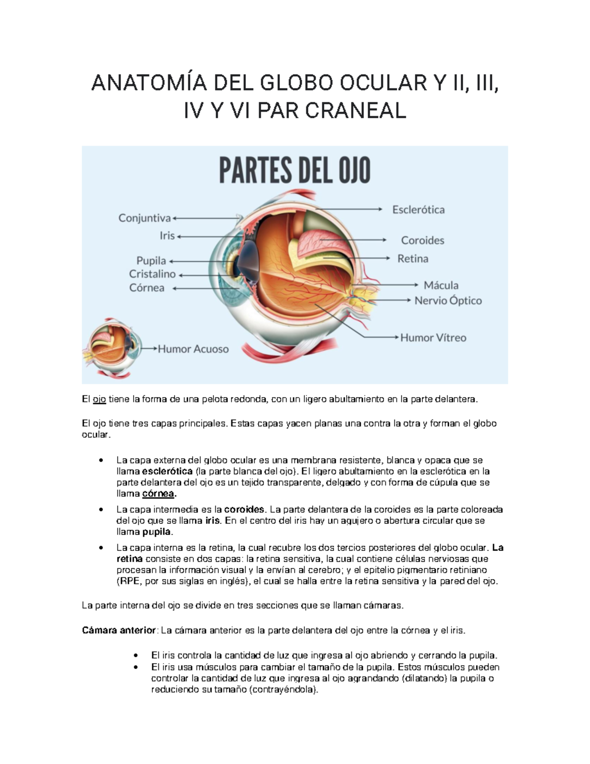 Anatomía DEL Globo Ocular Y II - ANATOMÍA DEL GLOBO OCULAR Y II, III, IV Y VI PAR CRANEAL El ojo ...