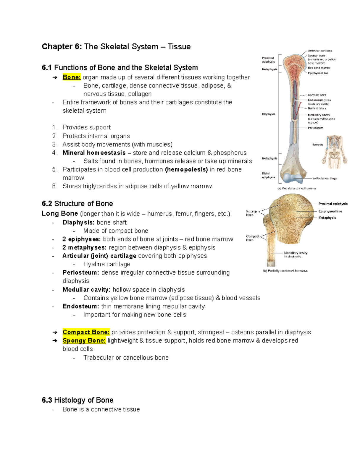 Functions and Structure of Bone - Studocu