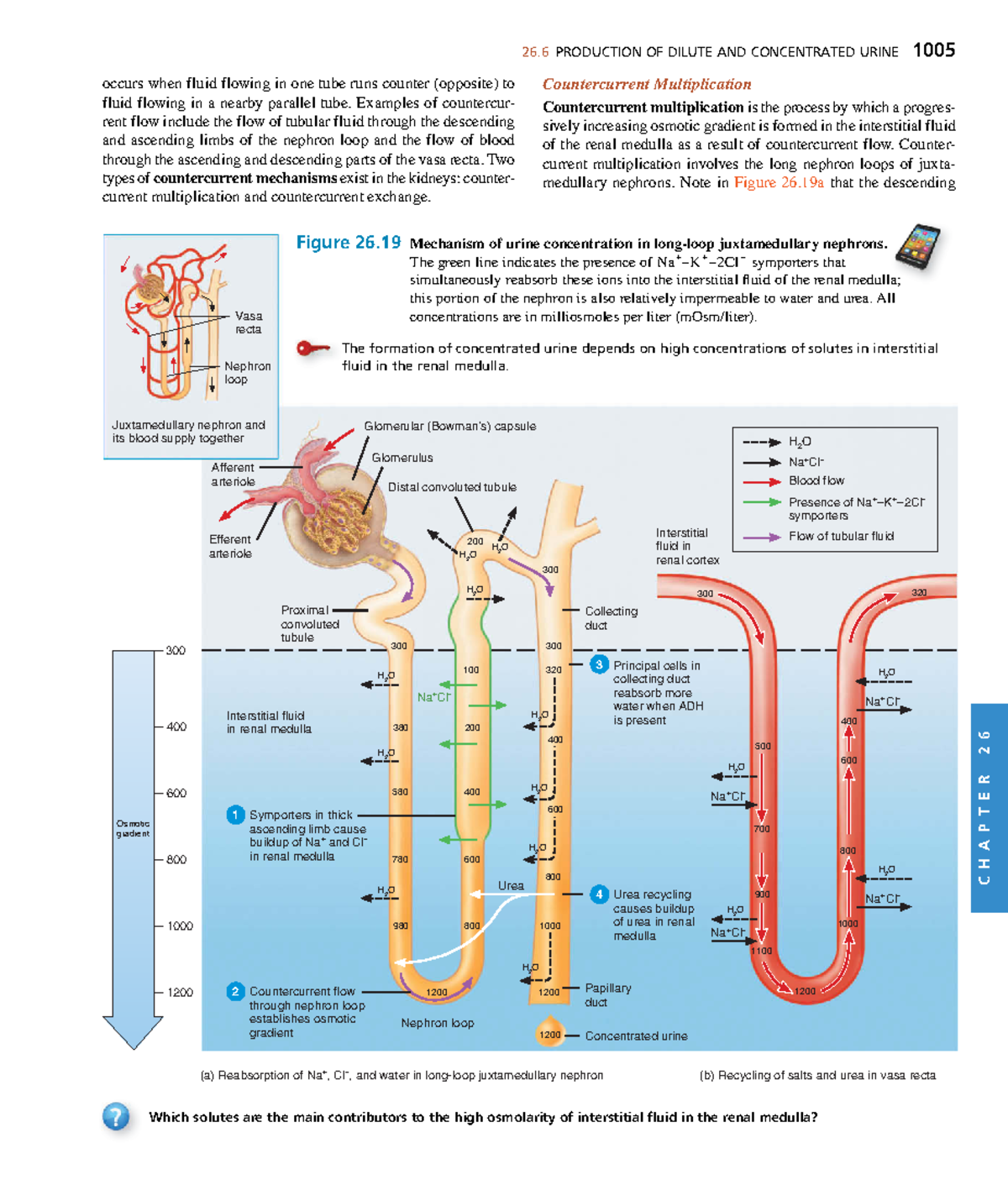 Anatomy-physiology-260 - C H A P T E R 2 6 Countercurrent ...