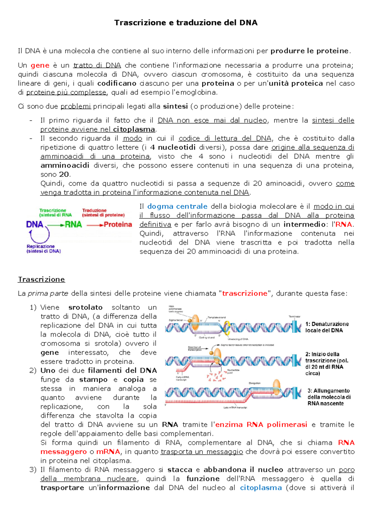 Trascrizione e traduzione del DNA - Un gene è un tratto di DNA che ...