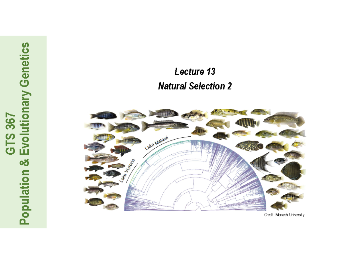 Lecture 13 updated - GTS 367 Population & Evolutionary Genetics Lecture ...