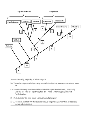 Sponge Cnidaria 2 Lab - BIOLOGY 153 LAB NAME ...