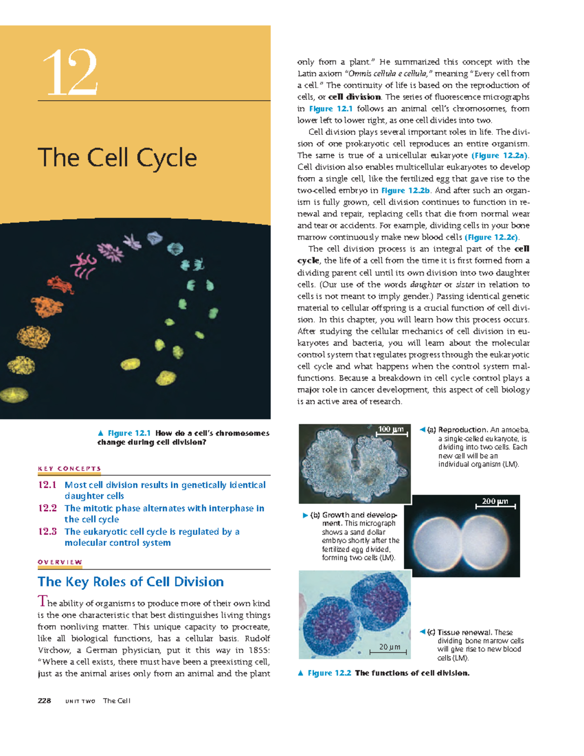 Chapter 12- The Cell Cycle - 12 The Cell Cycle Figure 12 How do a chromosomes change during cell ...