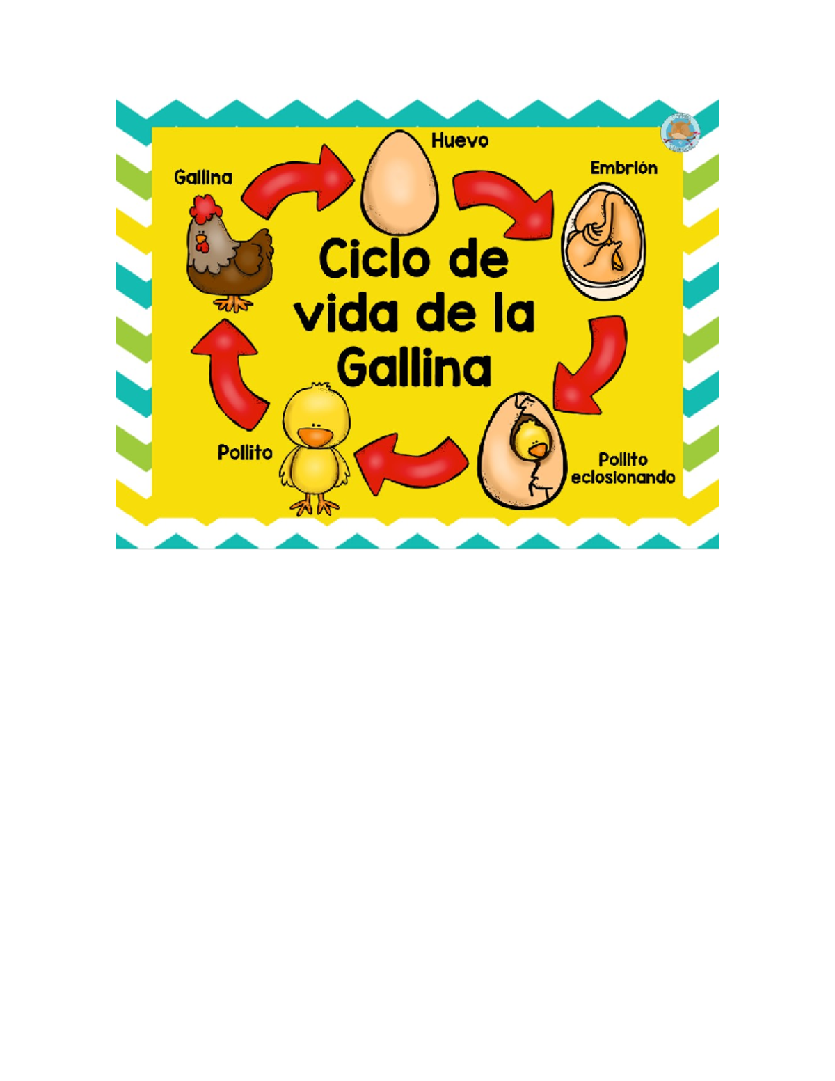 Cuál es el ciclo de vida de una gallina - ¿Cuál es el ciclo de vida de una gallina? Los pollos ...
