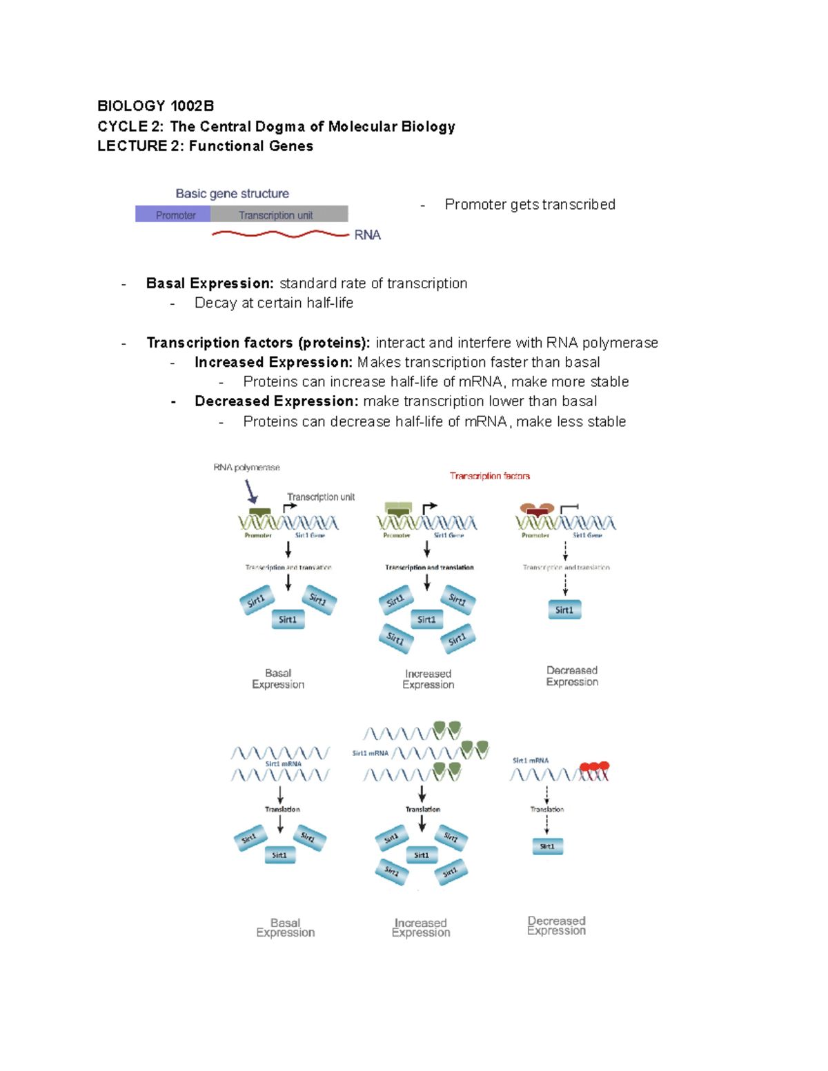 Biology 1002B - Cycle 2 Lecture 2 - BIOLOGY 1002B CYCLE 2: The Central ...