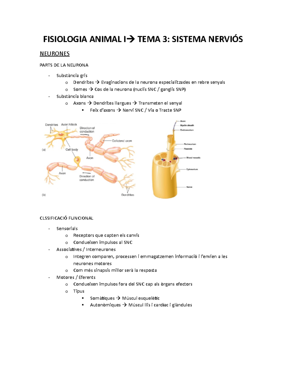 Tema 3 sistema nerviós - FISIOLOGIA ANIMAL I TEMA 3: SISTEMA NERVIÓS ...