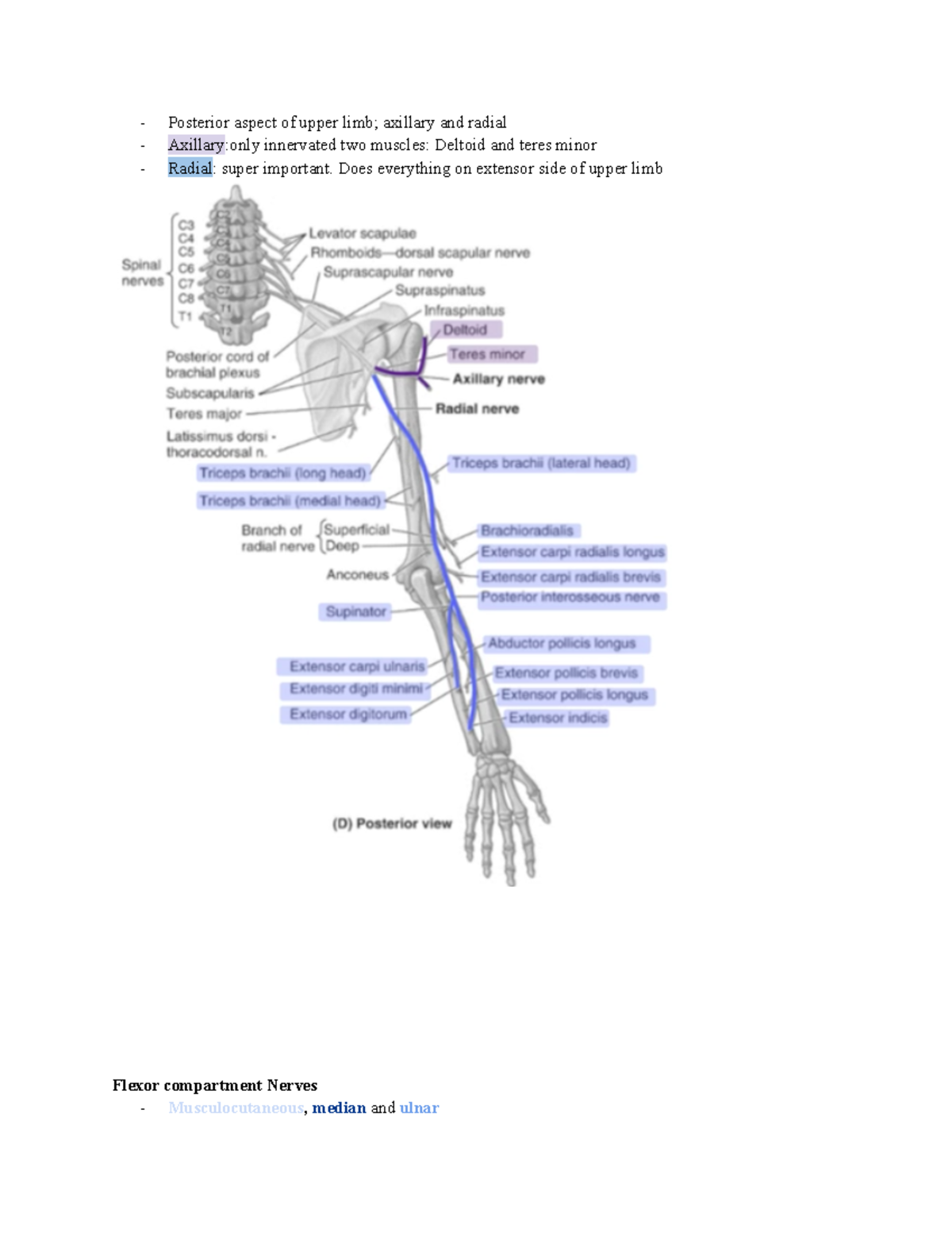 Anatomy Flexor compartment Nerves - Posterior aspect of upper limb ...