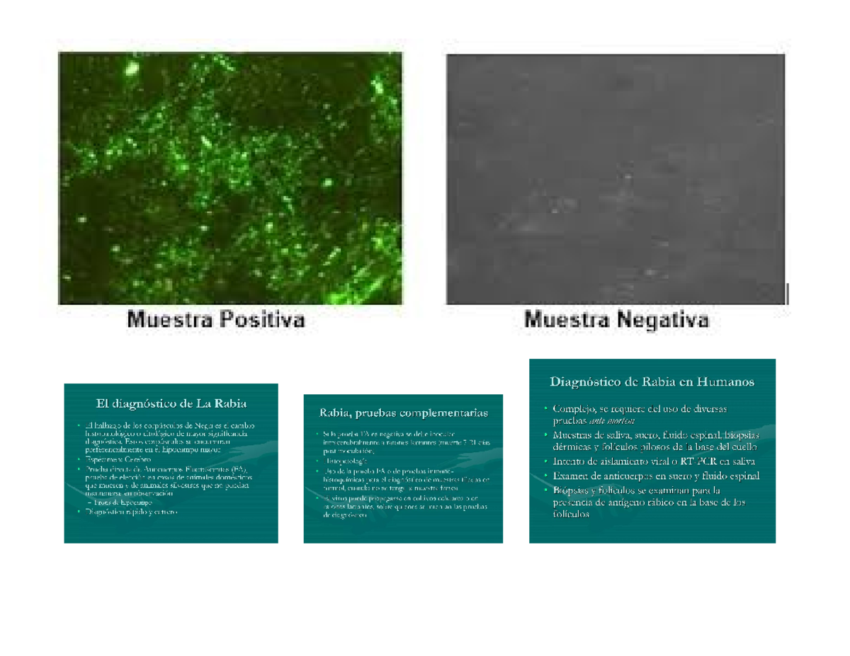 Diagnostico de rabia - Internado Rotatorio Pediatría - Studocu