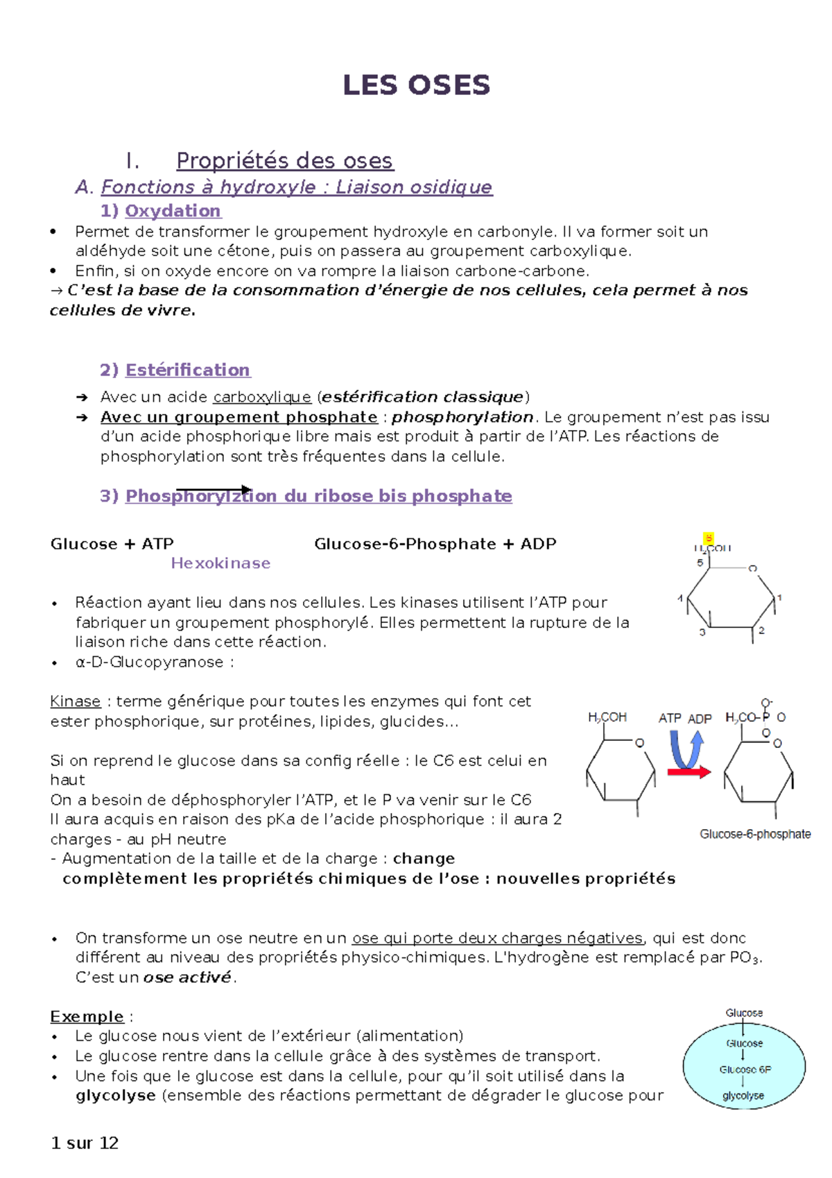 M2-Les oses( Pr Andres ) - LES OSES I. Propriétés des oses A. Fonctions ...