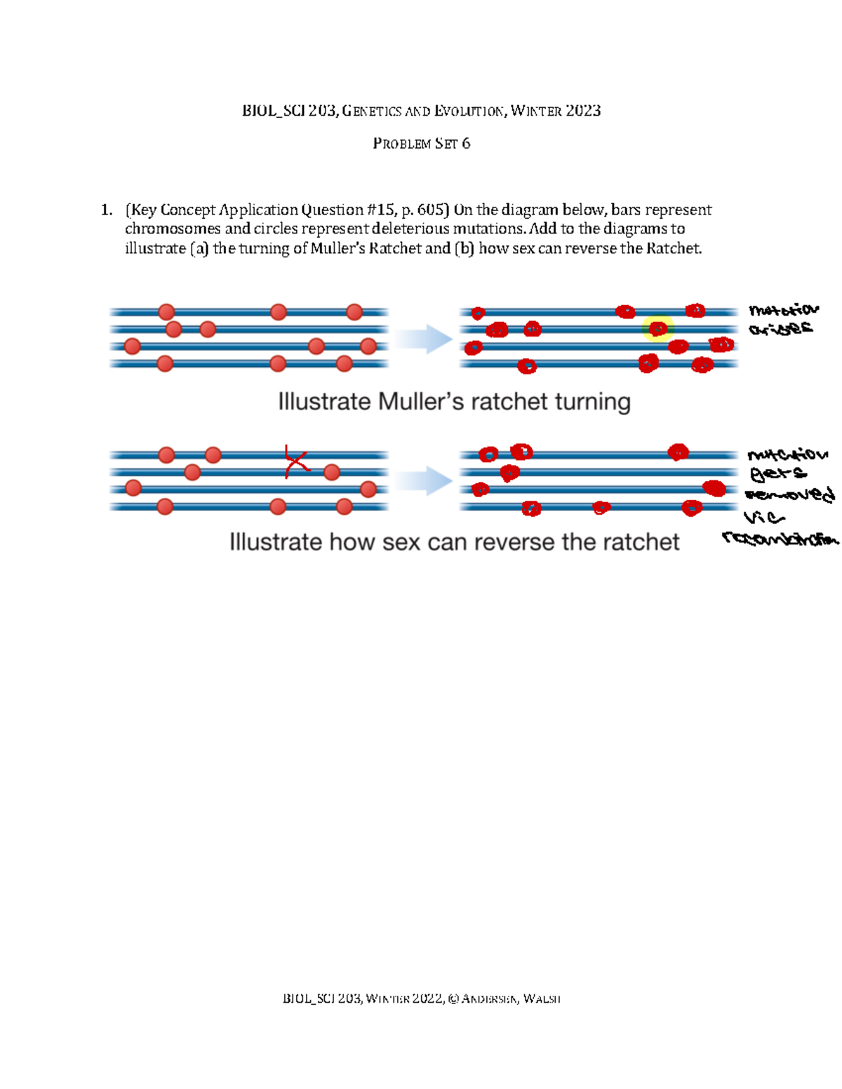 2023-Problem Set 6 - for week 6 - BIOL_SCI 203, GENETICS AND EVOLUTION ...