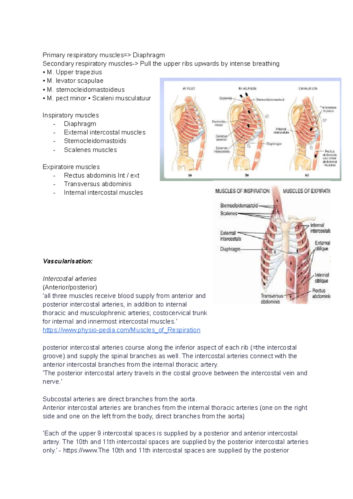 Muscles Thorax - Primary respiratory muscles=> Diaphragm Secondary ...