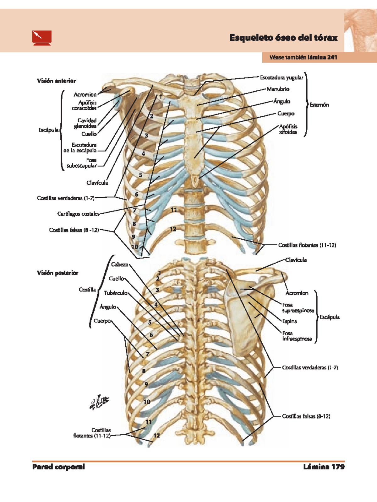 Imagenes de Netter - Medicina - Studocu