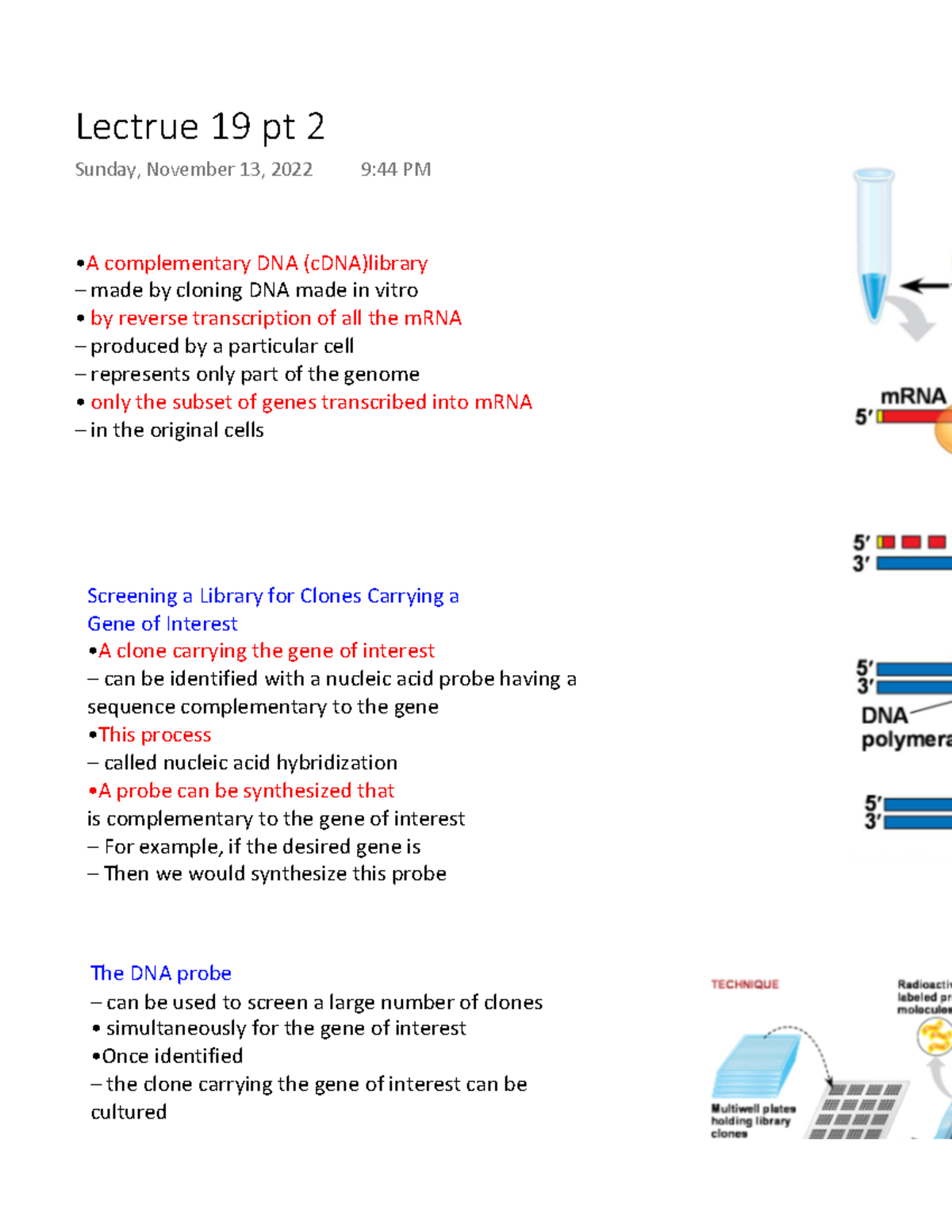 Lectrue 19 Pt 2 Lecture Notes 19 Part 2 A Complementary Dna Cdna Library Made By Cloning