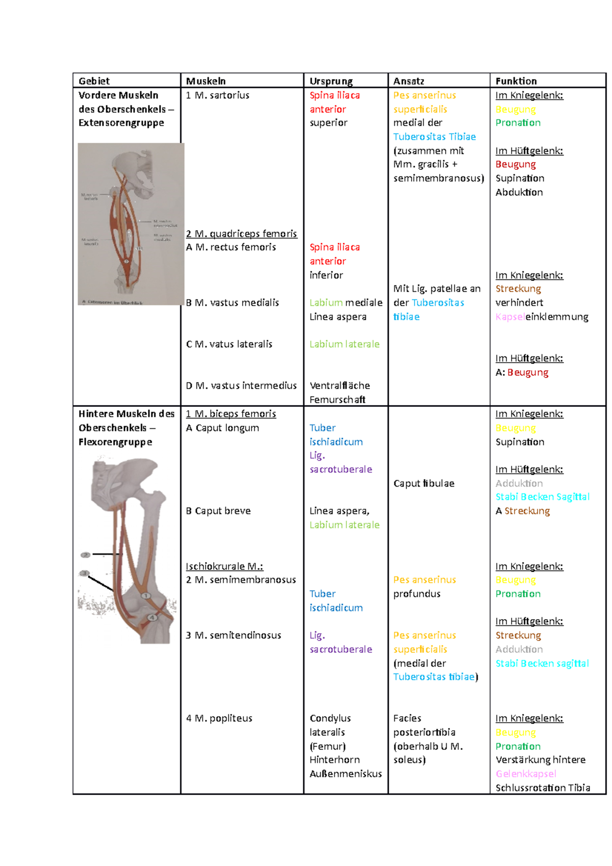 Biomechanik und Anatomie Knie - Gebiet Muskeln Ursprung Ansatz Funktion ...