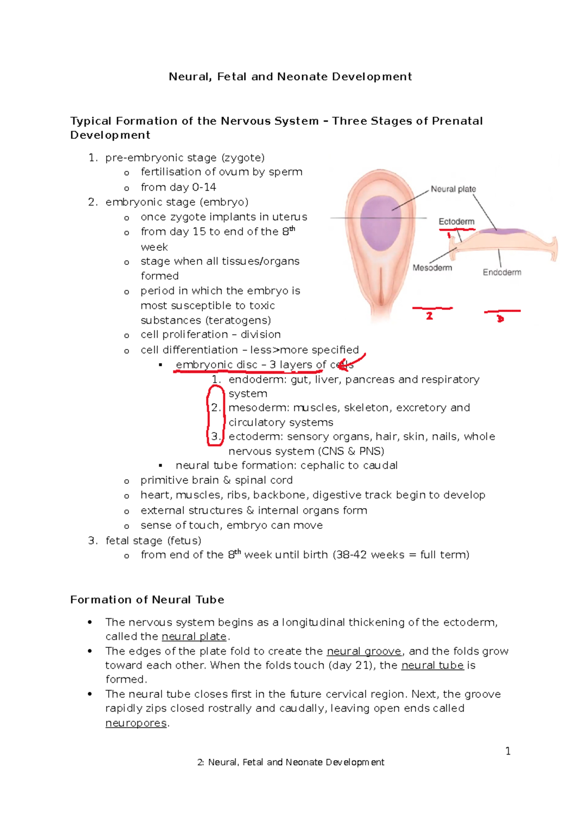 2- Neural Fetal and Neonate Development - Neural, Fetal and Neonate ...