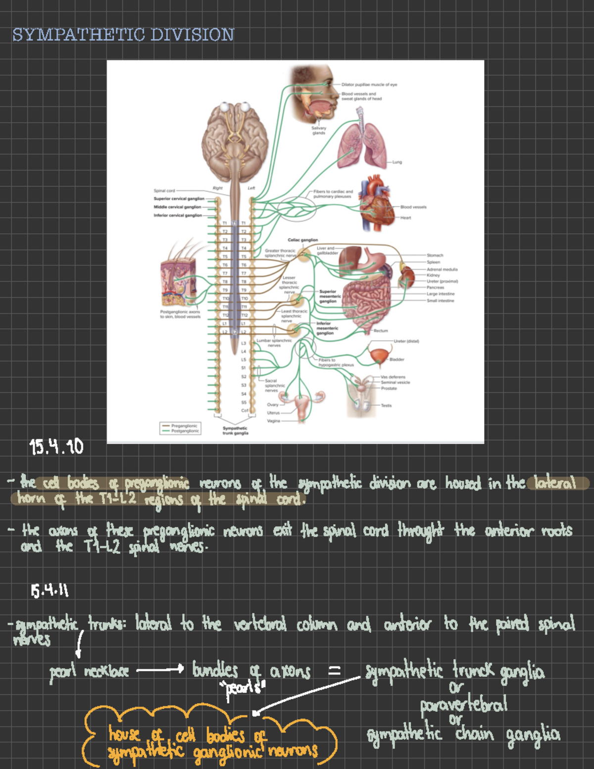 Chapter 15 - Nervous System - SYMPATHETIC DIVISION ' 15, 10 the cell ...