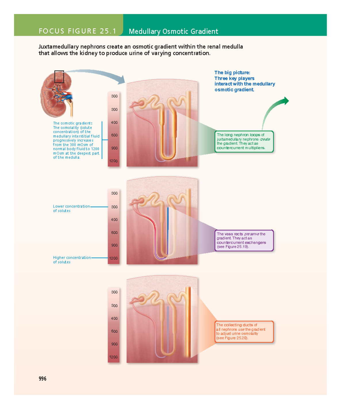 Marieb HAP11 FF 25 - Medullary osmotic gradient - 400 300 300 600 900 ...