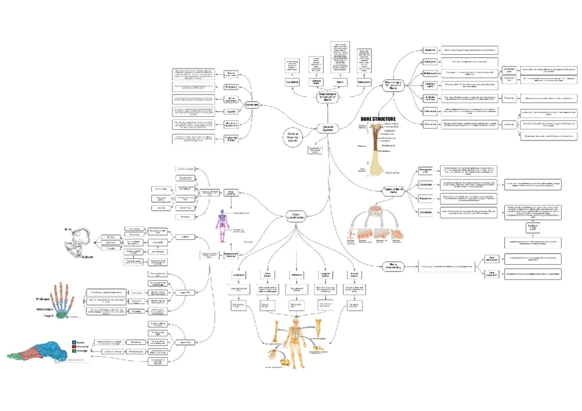 SS SMS RSS 2927273 HBC - Bone classification mind map - human body care ...