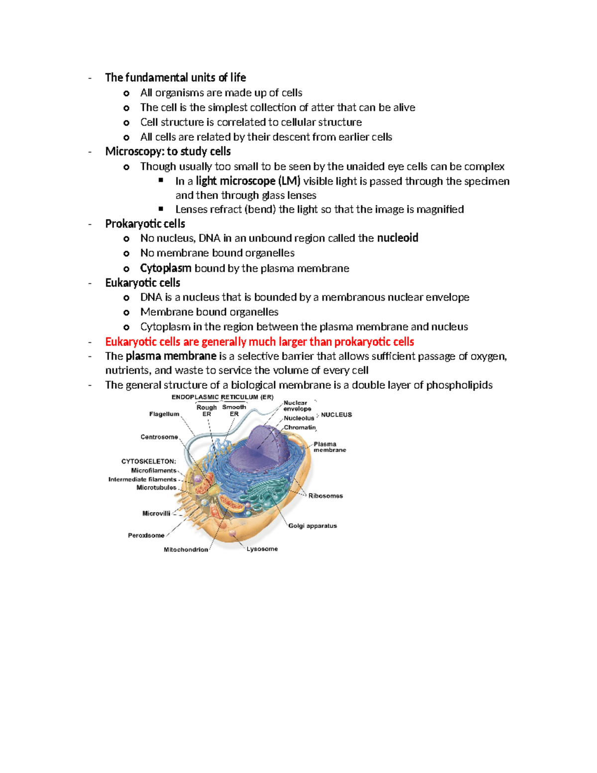 Chapter 4 cell structure - The fundamental units of life o All ...