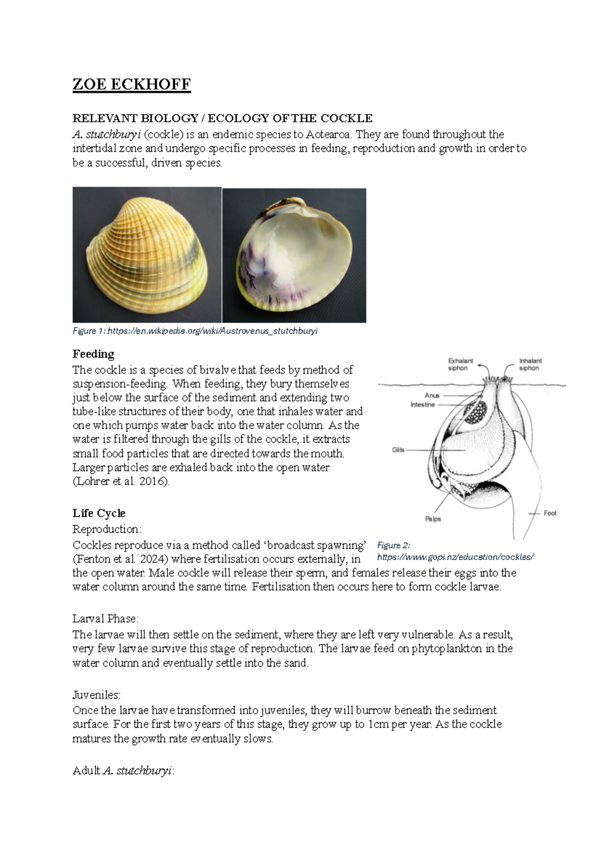 Cockle Feeding and Life Cycle - ZOE ECKHOFF RELEVANT BIOLOGY / ECOLOGY ...