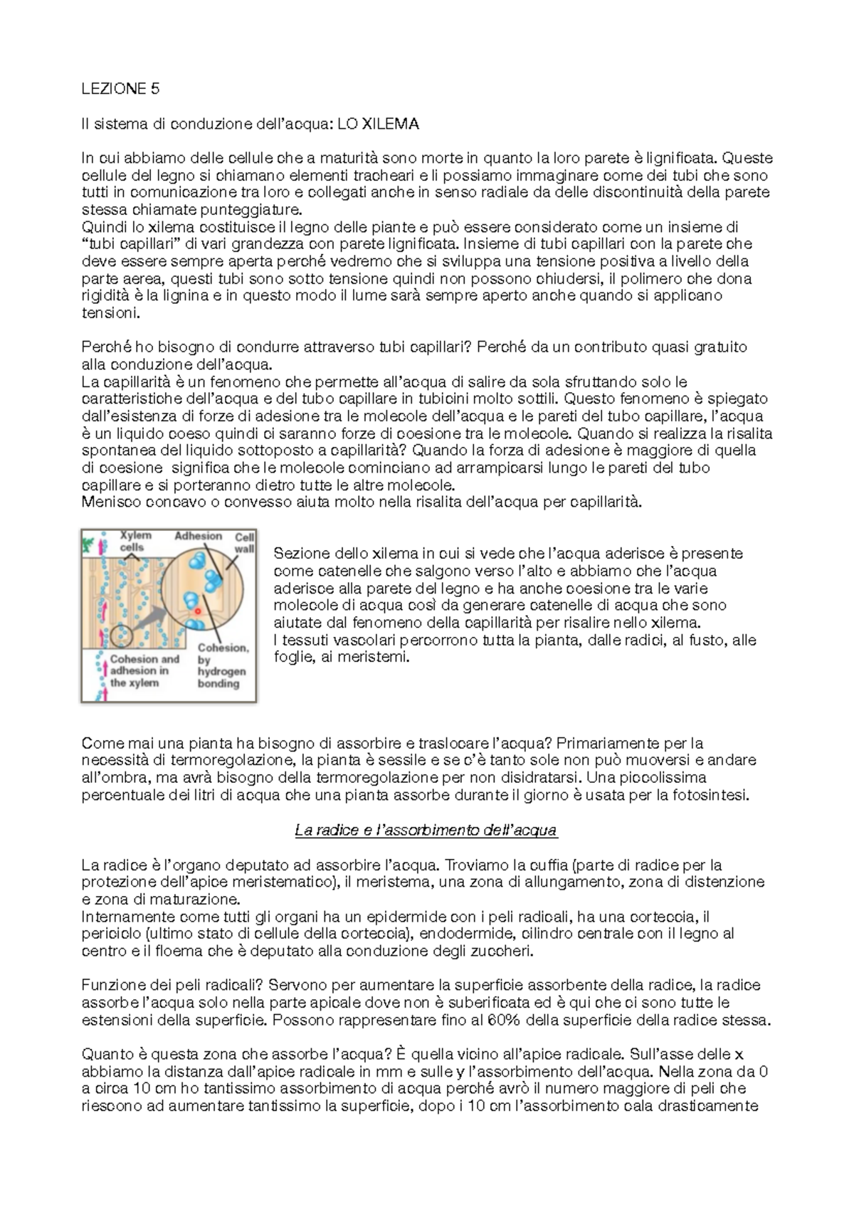 Lezione 5 23 - LEZIONE 5 Il sistema di conduzione dell’acqua: LO XILEMA In cui abbiamo delle ...