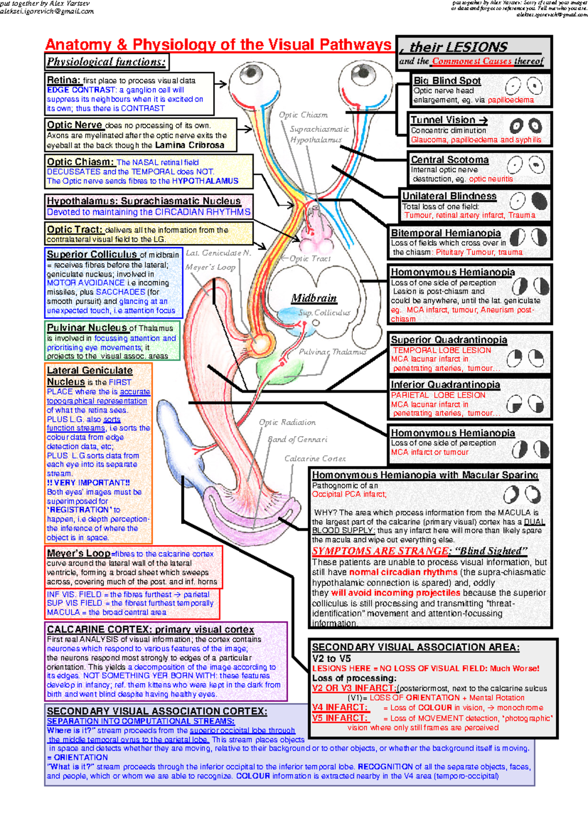 7. Visual pathways - nmjkhhlhlh - SECONDARY VISUAL ASSOCIATION CORTEX ...