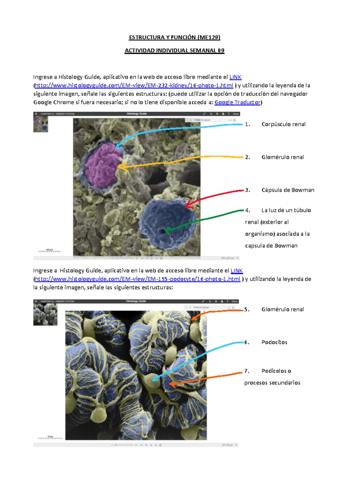 ME129 Ey F Tarea Sem09 25 - ESTRUCTURA Y FUNCIÓN (ME1 29 ) ACTIVIDAD ...