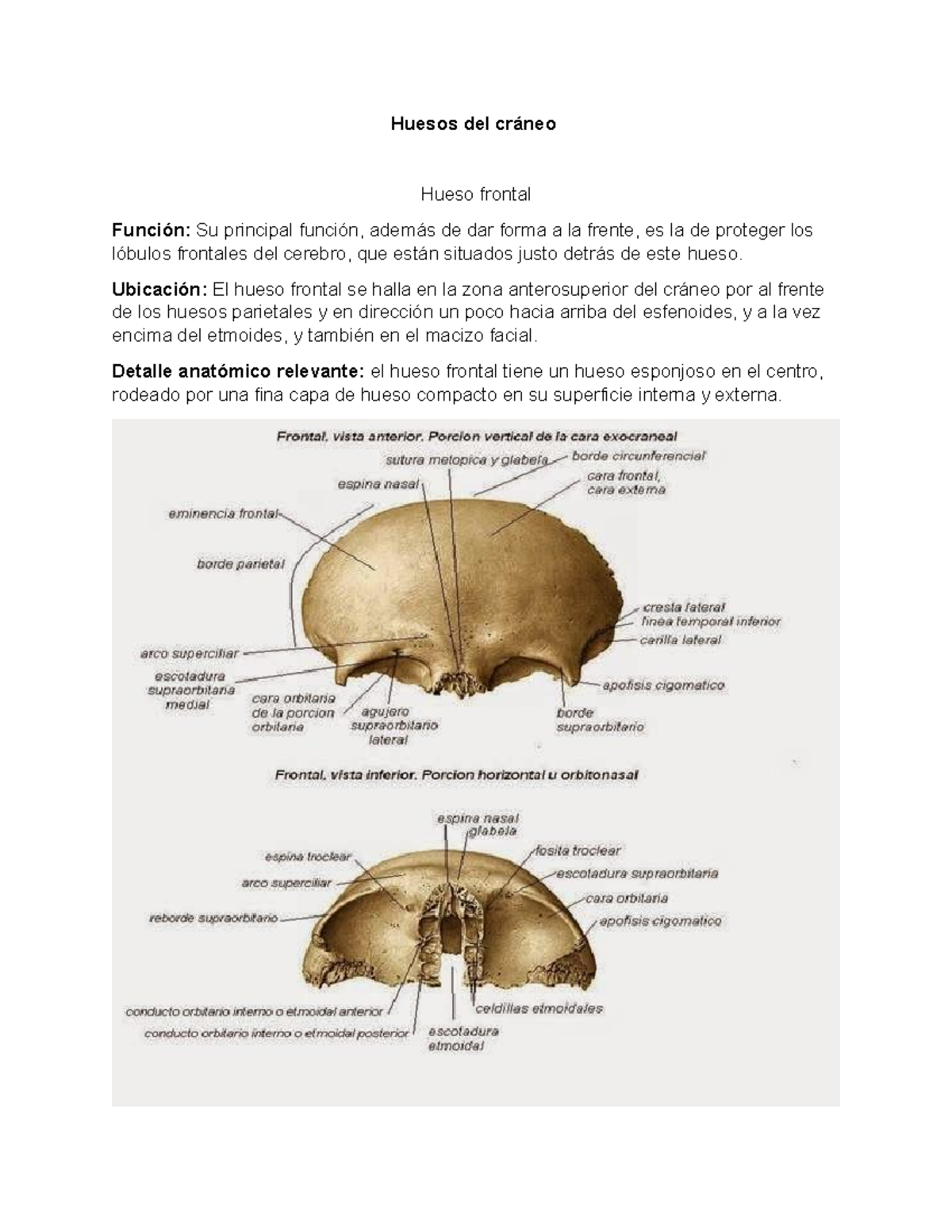 Huesos del cráneo y cara (Anatomia) - Huesos del cráneo Hueso frontal ...