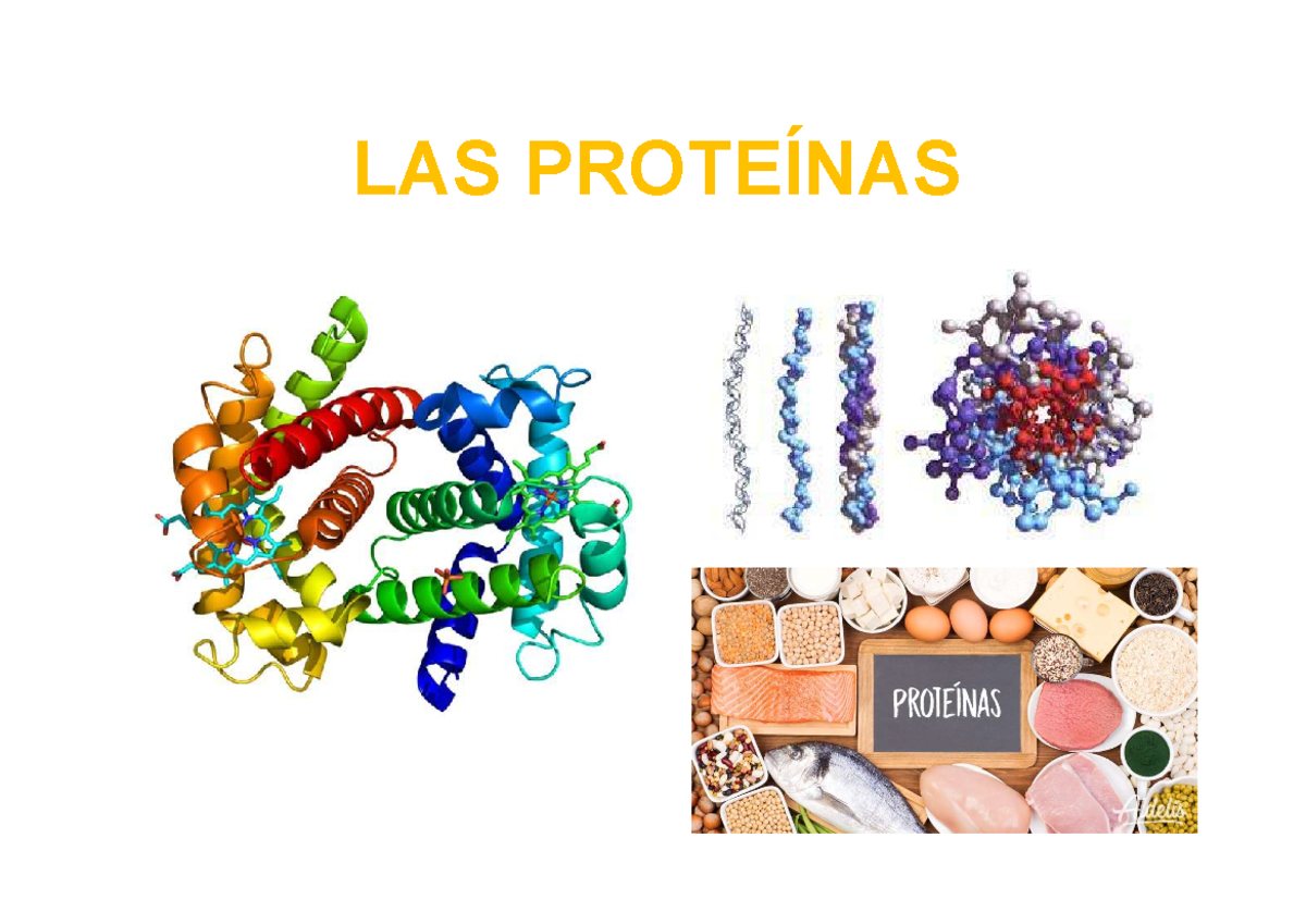 Tema 4. Las proteínas - Biologia - LAS PROTEÍNAS LOS AMINOÁCIDOS • Son los monómeros que forman ...