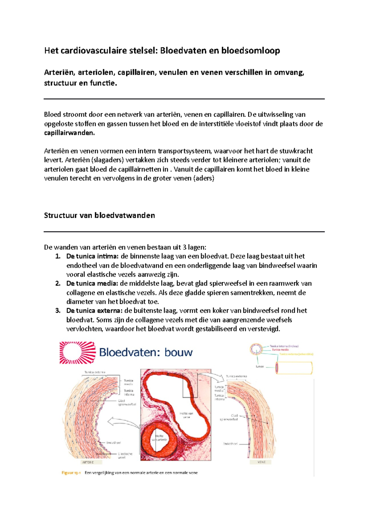 Bloedvaten en bloedsomloop - Het cardiovasculaire stelsel: Bloedvaten ...
