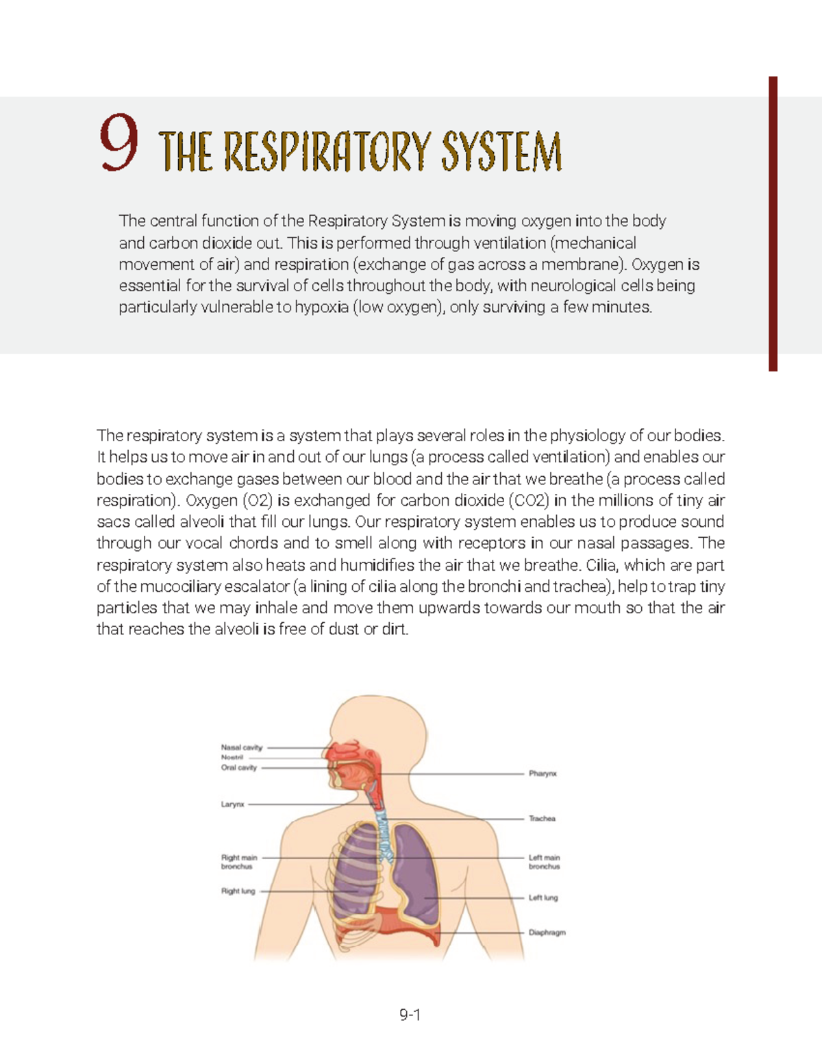 Unit 09 Lecture Notes - The respiratory system is a system that plays ...