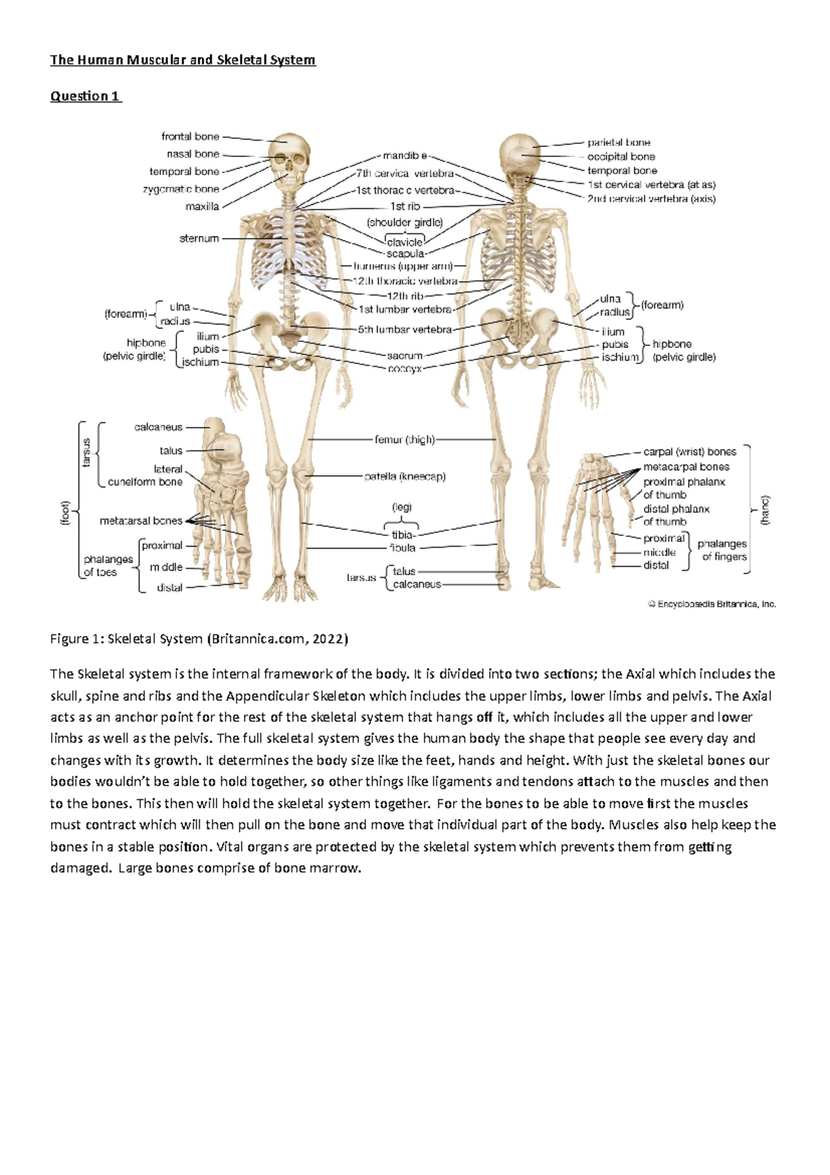 Unit 14 Human Muscular and Skeletal System - The Human Muscular and ...
